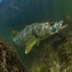 Choosing the Best Lure Colors for Clear, Stained, and Muddy Waters ...